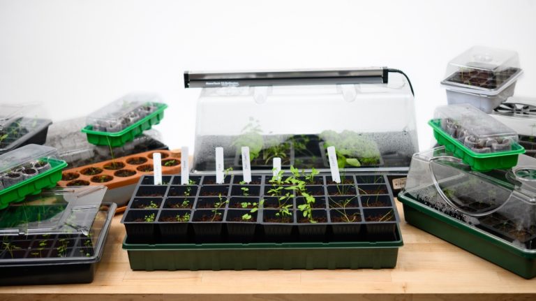 Seedling Nursery Setup: Tools, Trays, and Tunnel Requirements for Large ...
