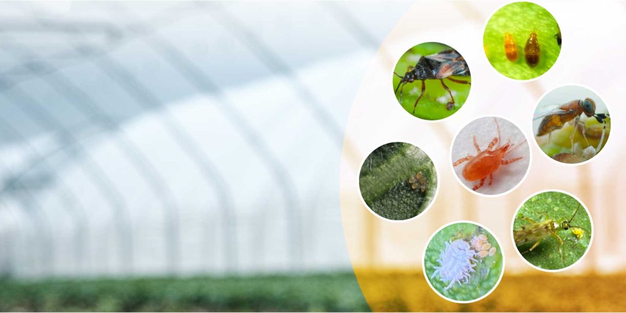 Greenhouse Management 101: Daily, Weekly, and Seasonal Checklist ...